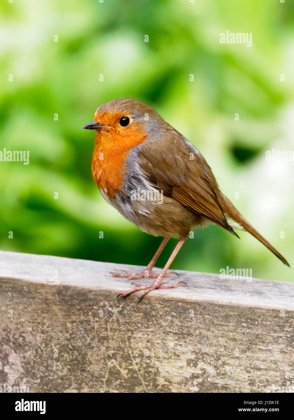 Side view of a Common Robin standing on a fence rail Stock Photo - Alamy