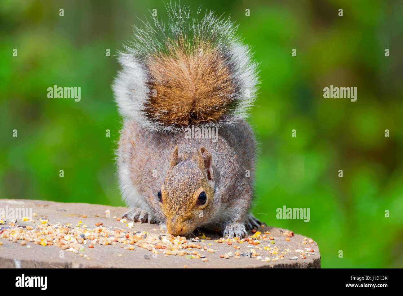 Front view of a Grey Squirrel eating on a woodland feeding table Stock ...
