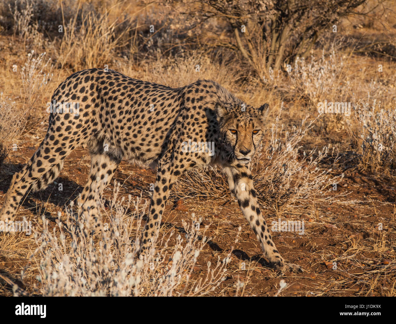 Cheetah farm hi-res stock photography and images - Alamy