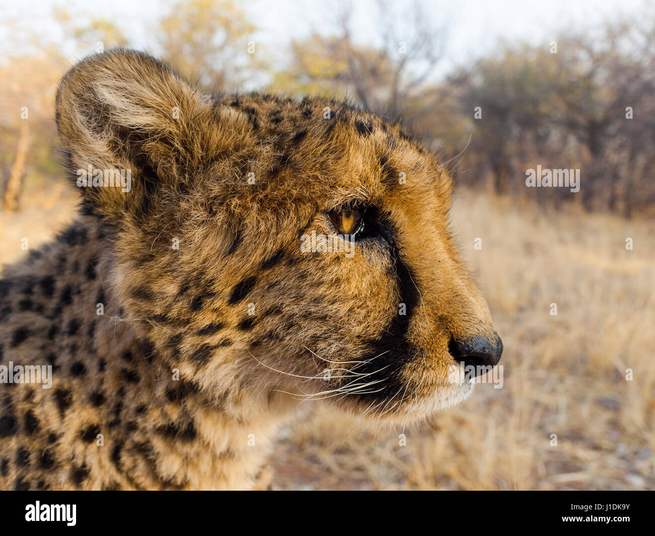 Otjitotongwe hi-res stock photography and images - Alamy