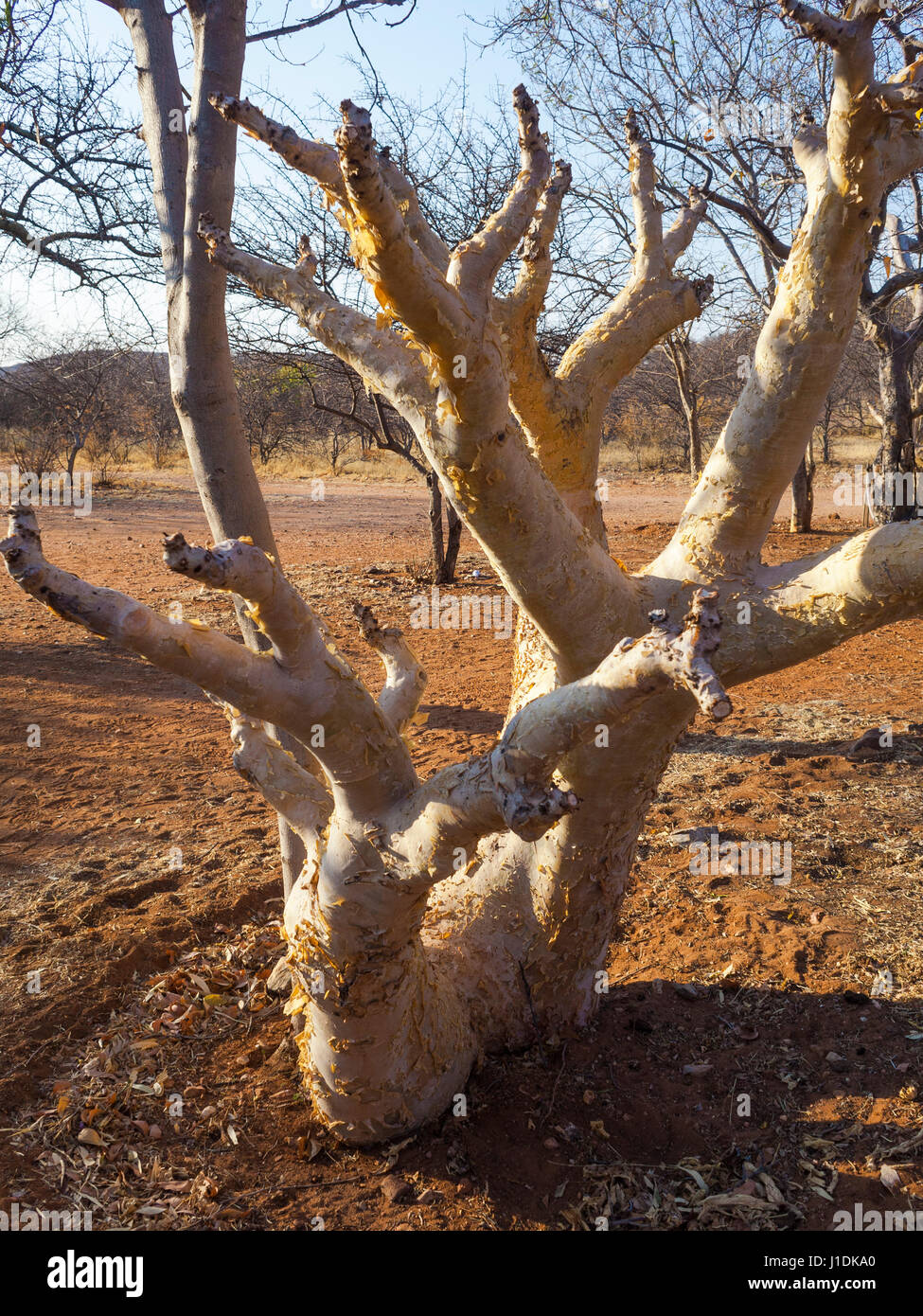 Otjitotongwe hi-res stock photography and images - Alamy
