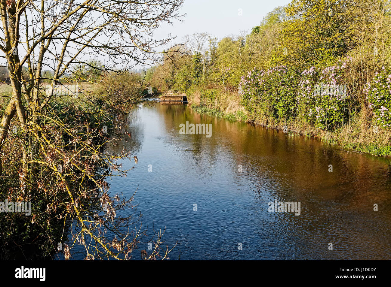 The shallow River Culm in Devon flows between a field on the left bank ...