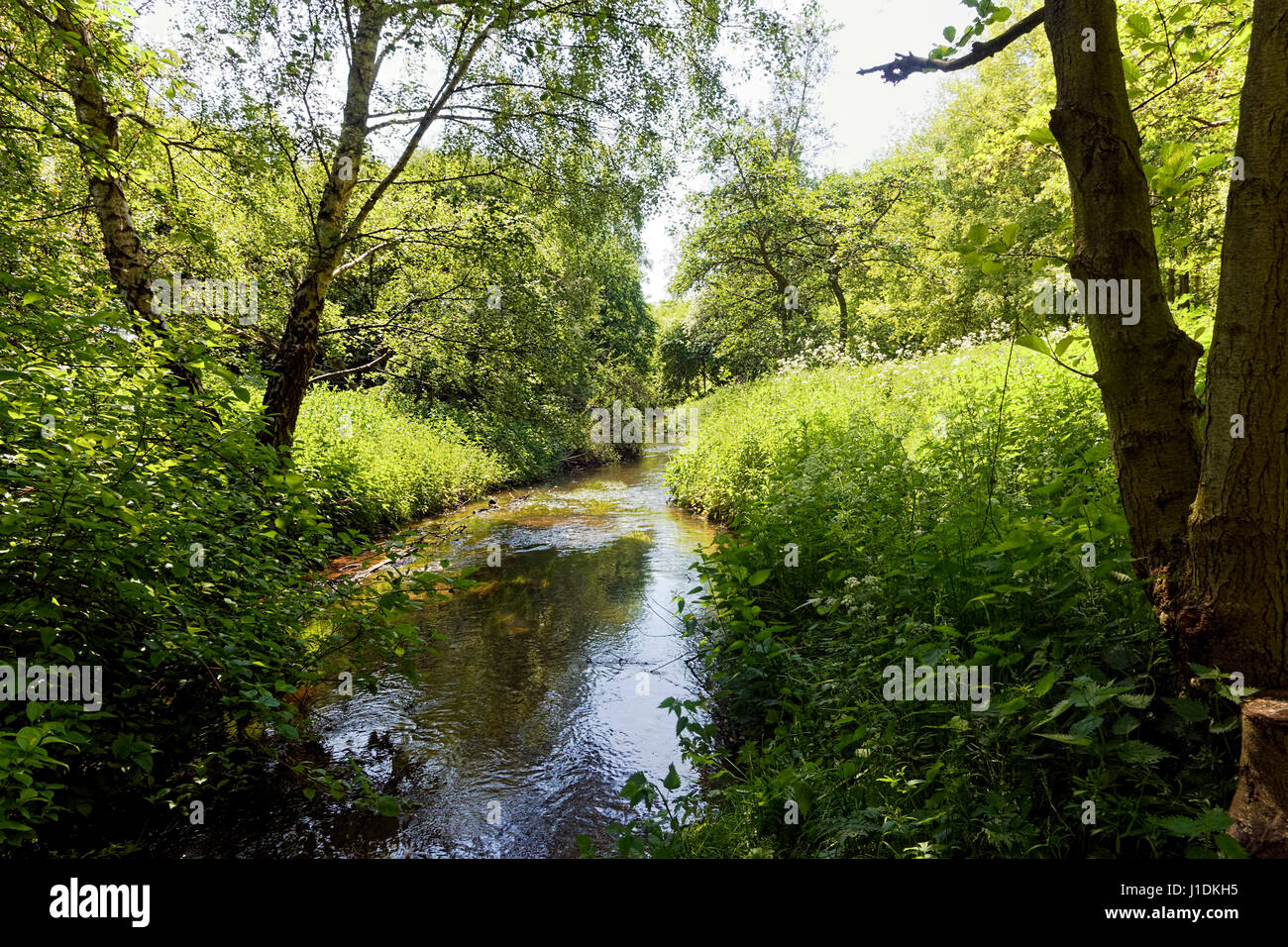Trees line the banks and overhang the shallow River Leen creating dark ...