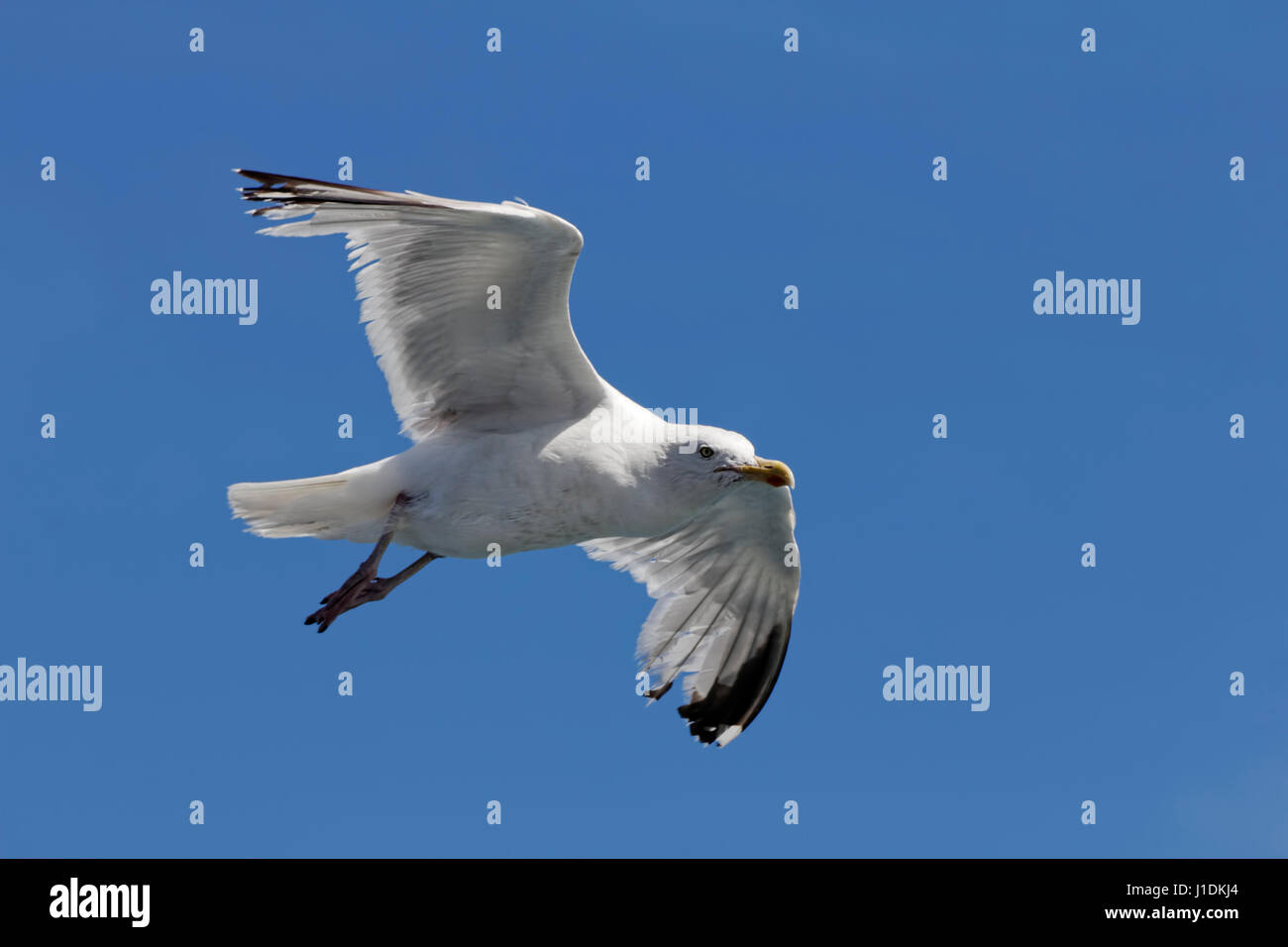 A Common Gull in flight, wings outstreched Stock Photo - Alamy