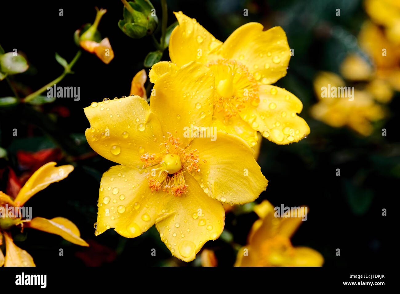 Close-up of two small yellow roses on a bush, the petals of them are ...