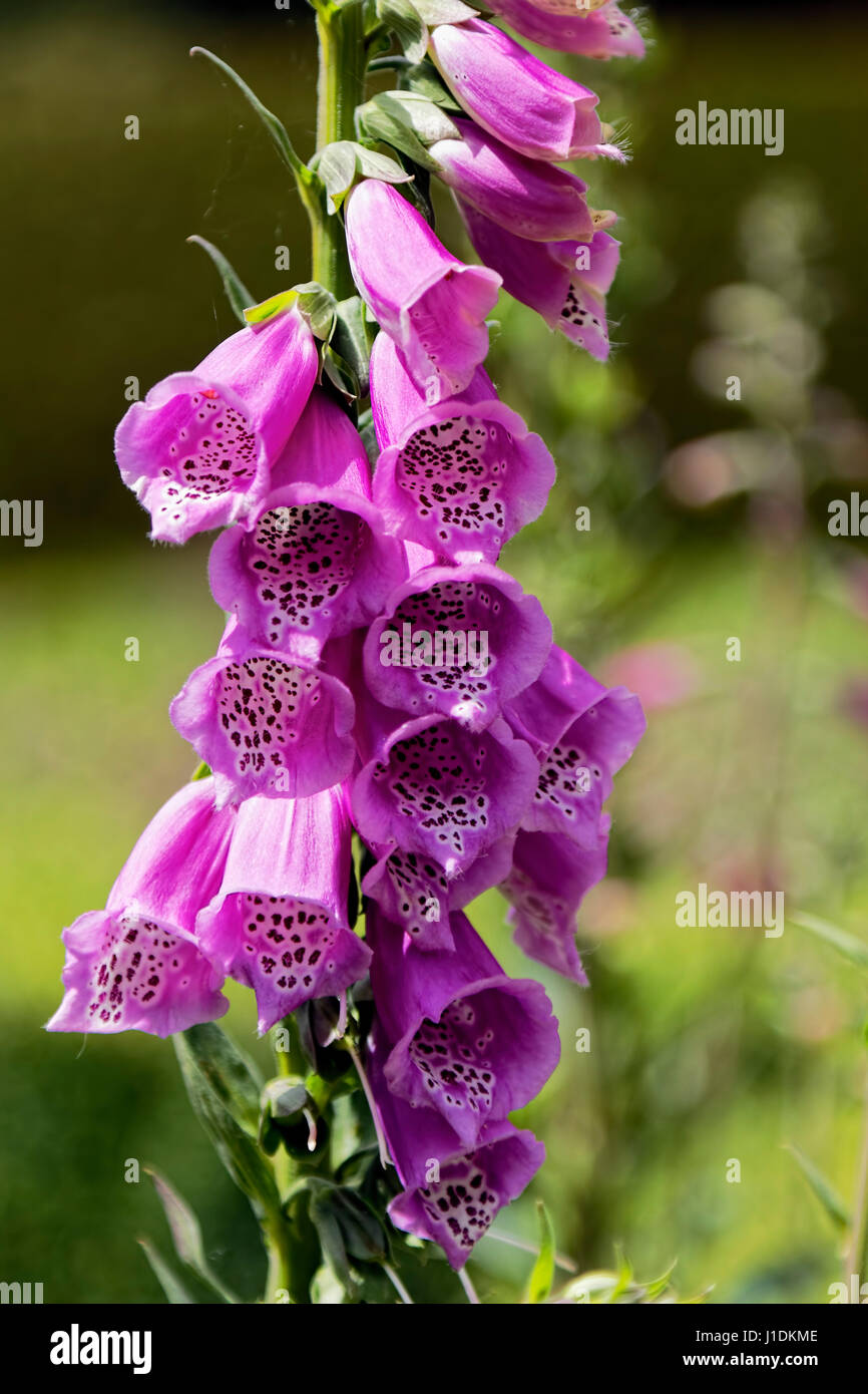 Wild Foxglove Stock Photos & Wild Foxglove Stock Images - Alamy