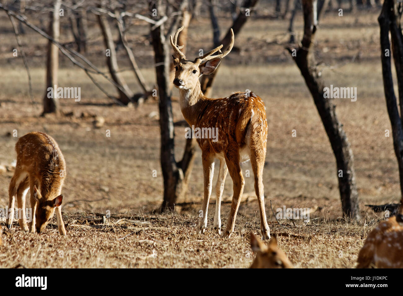 An alert Indian Red Spotted deer glances over his shoulder Stock Photo ...