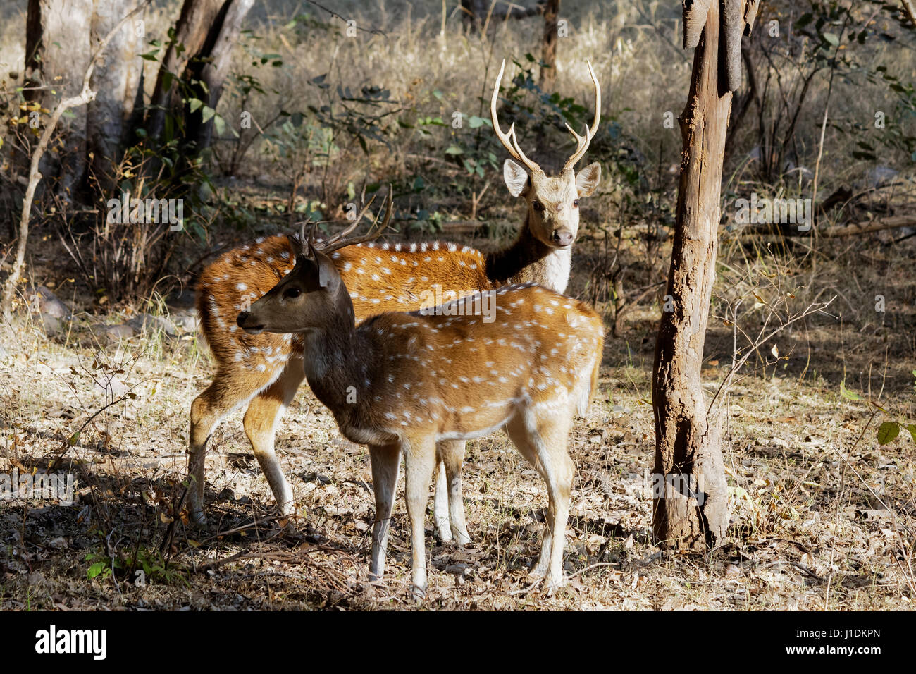 Two alert Indian Red Spotted deer keep a close lookout for any signs of ...