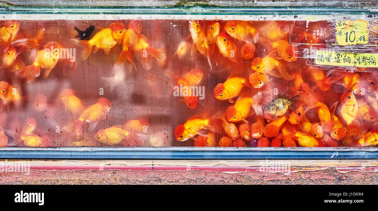 Crowded tank goldfish sale goldfish hi-res stock photography and images ...