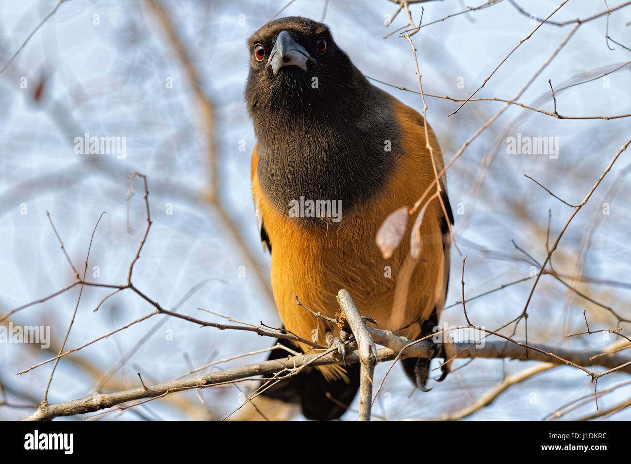 Jungle rufous treepie hi-res stock photography and images - Alamy
