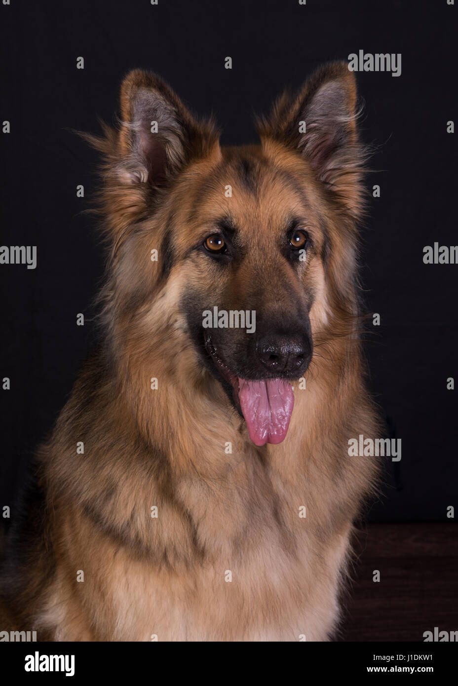 German Shepherd Dog Head Stock Photo - Alamy