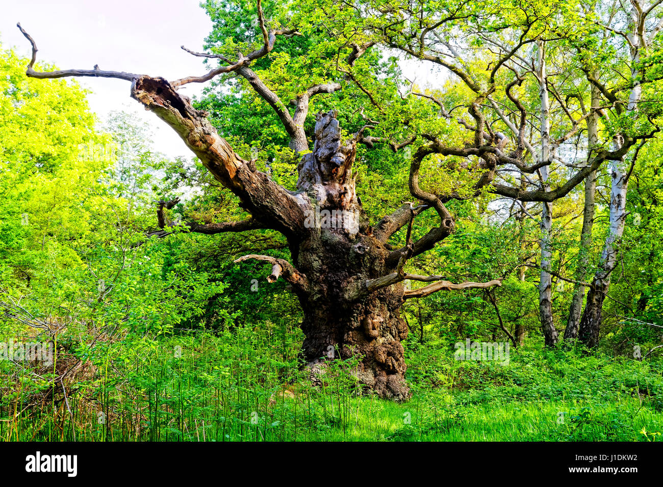 Nottingham nottinghamshire sherwood forest ancient woodland oak hi-res ...