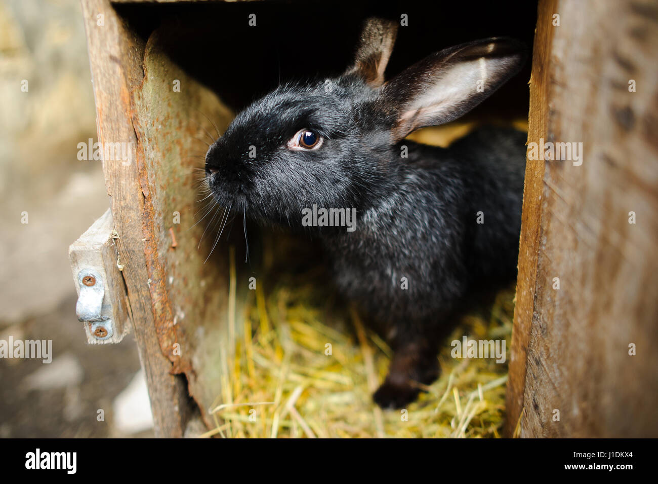 Big black rabbit in a cage. Big black rabbit in a cage. Sits on a ...