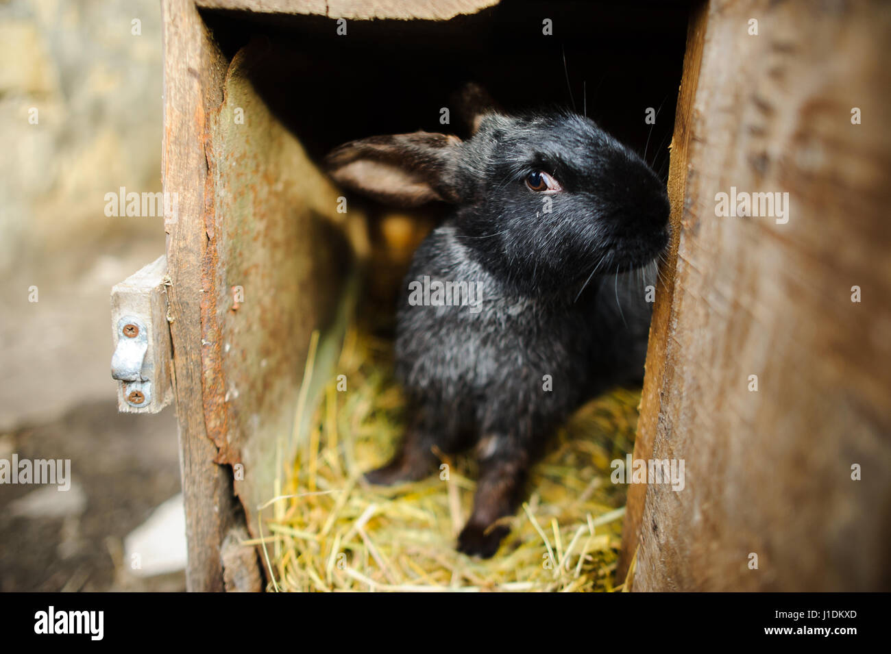 Big black rabbit in a cage. Big black rabbit in a cage. Sits on a ...