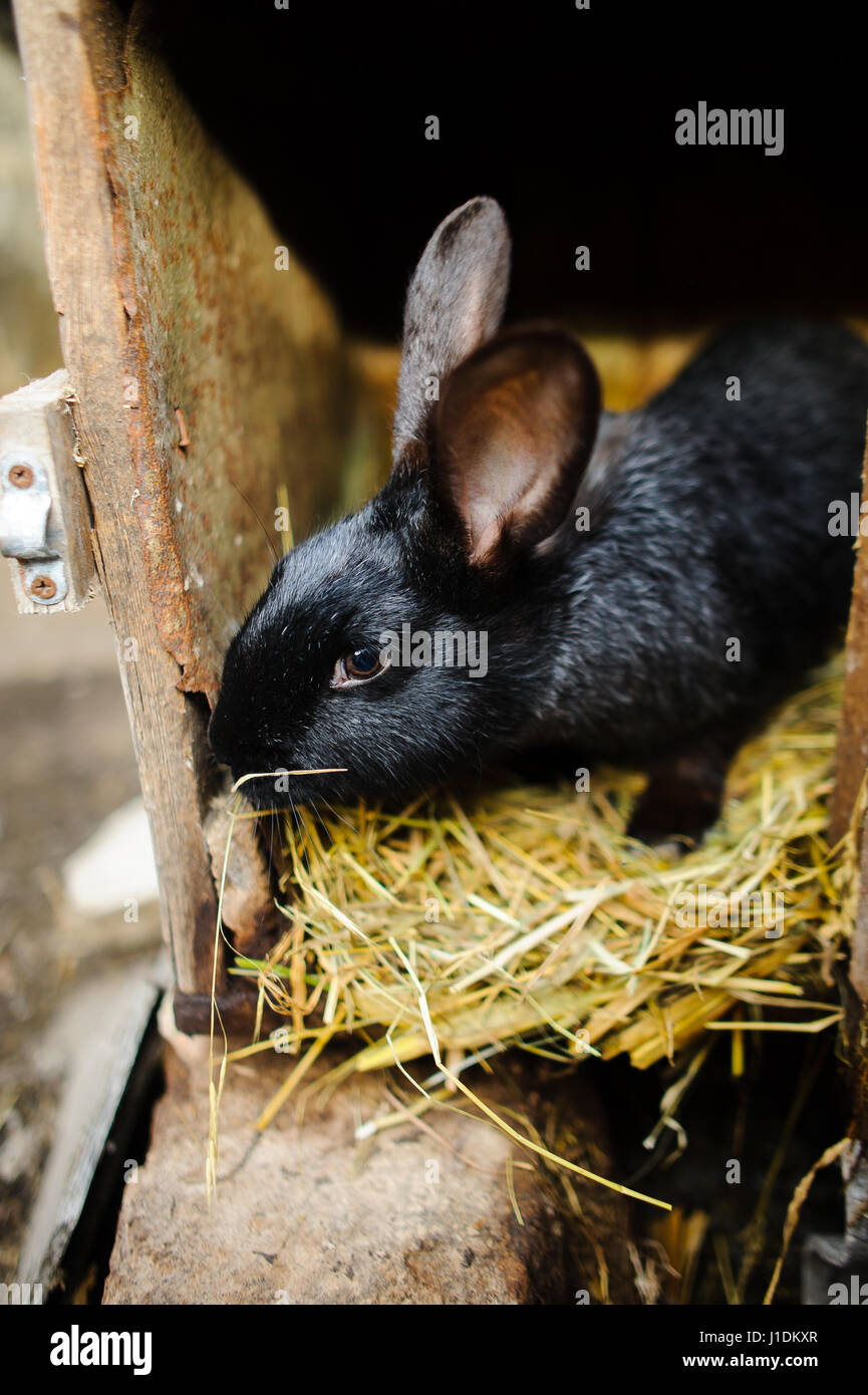 Big black rabbit in a cage. Big black rabbit in a cage. Sits on a ...