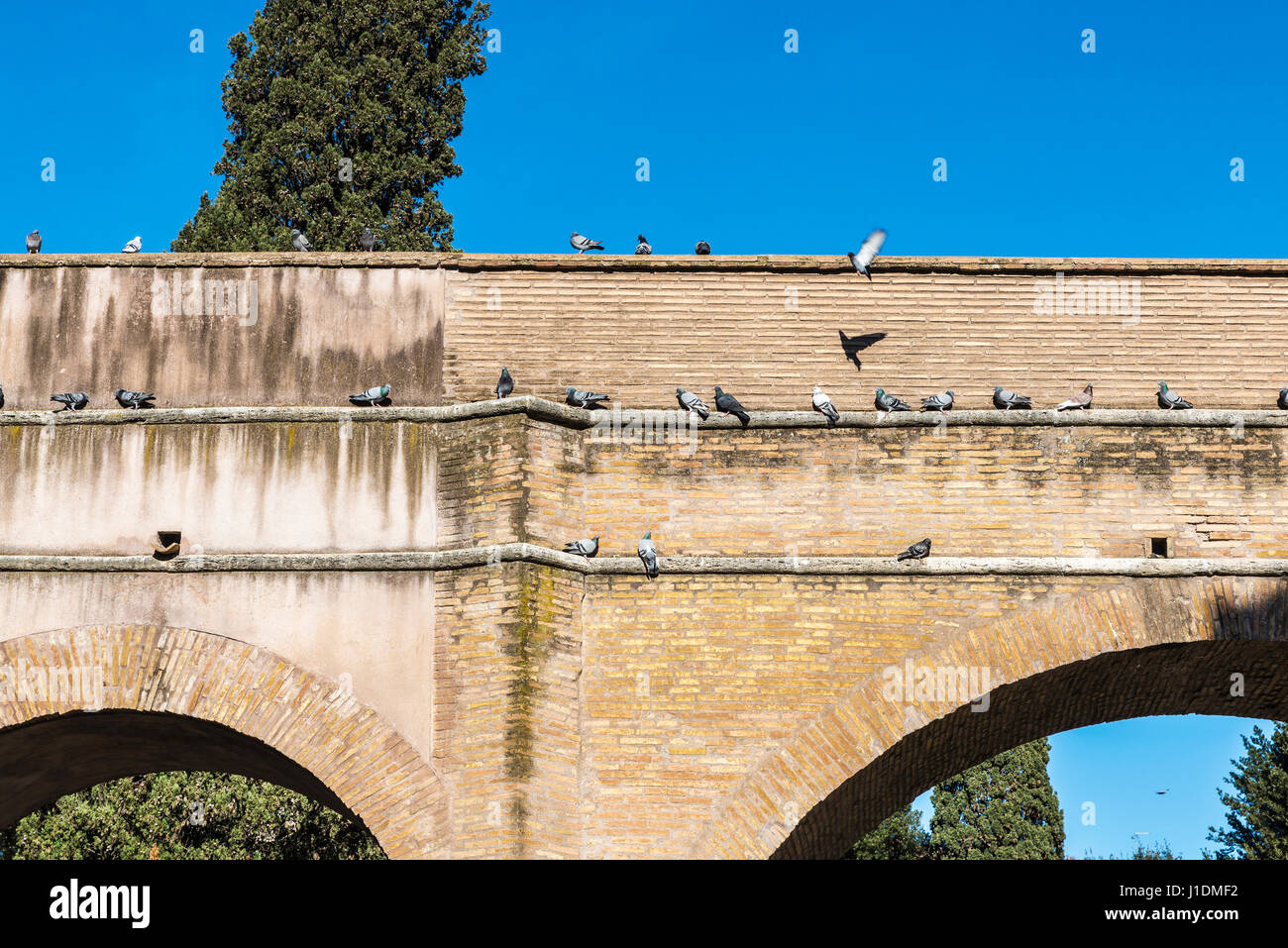 Doves resting on an old bridge in a park of Rome, Italy Stock Photo - Alamy