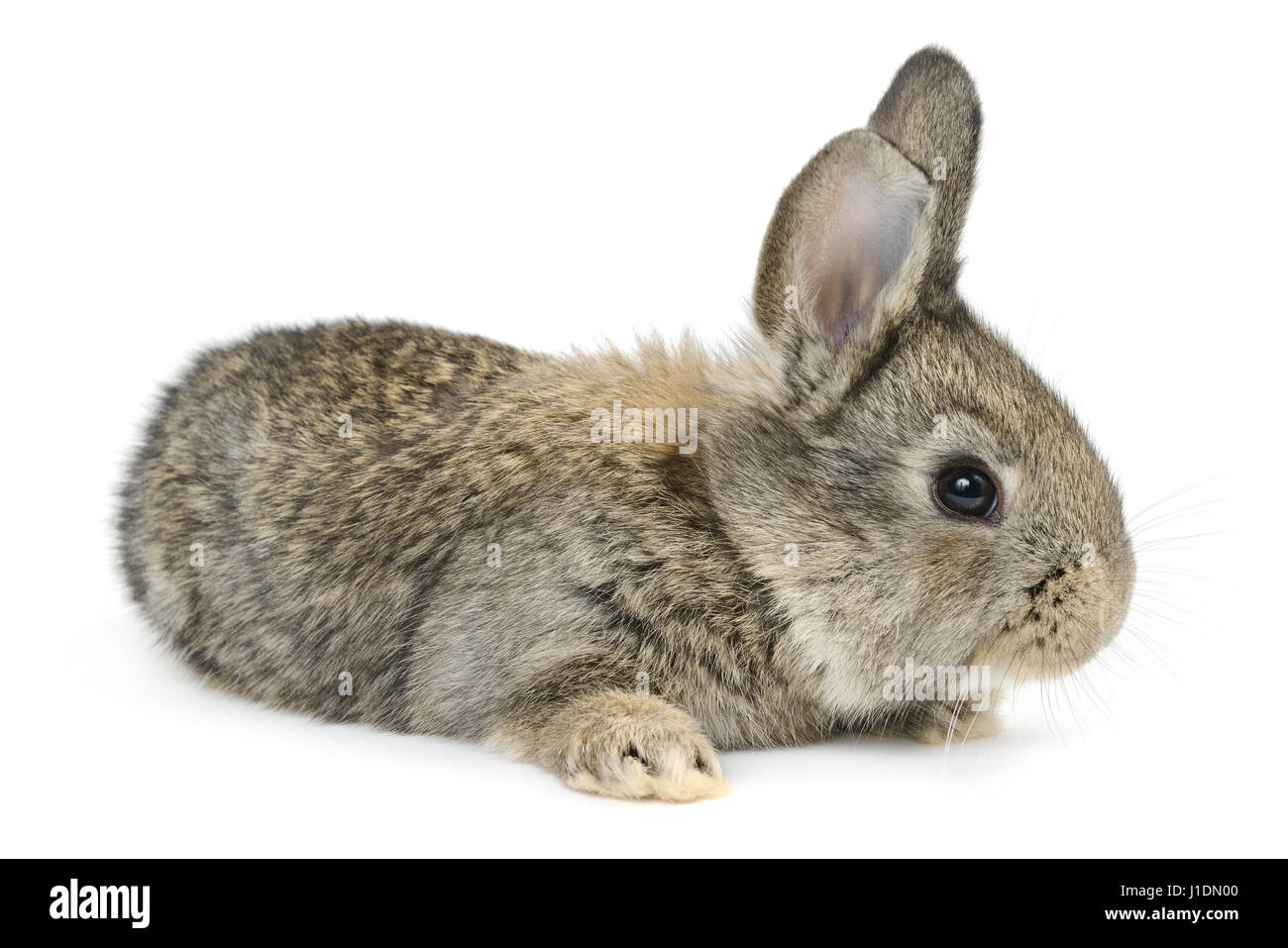Cute brown little rabbit on Cut Out Stock Images & Pictures - Alamy