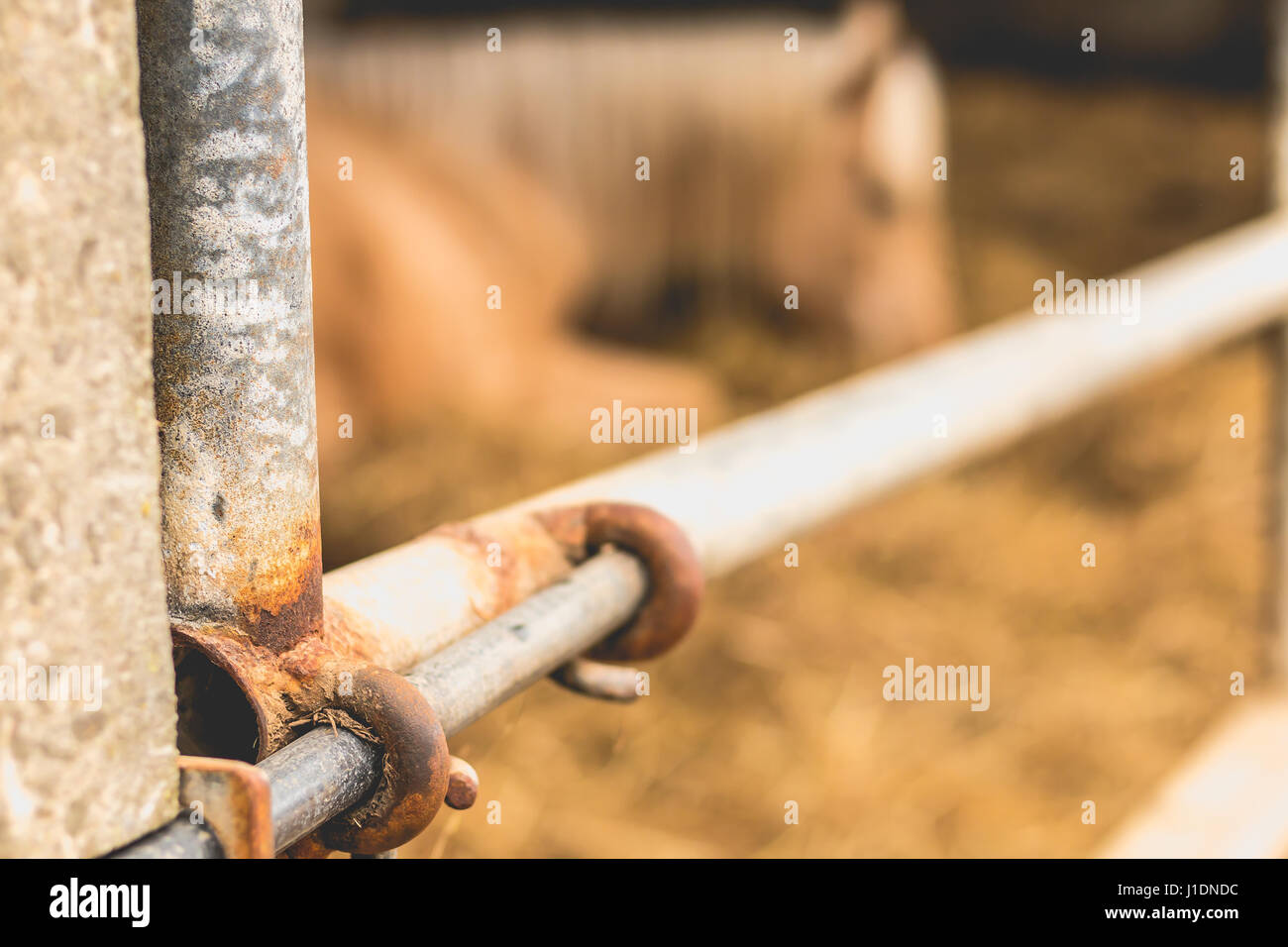 Paddock access hi-res stock photography and images - Alamy
