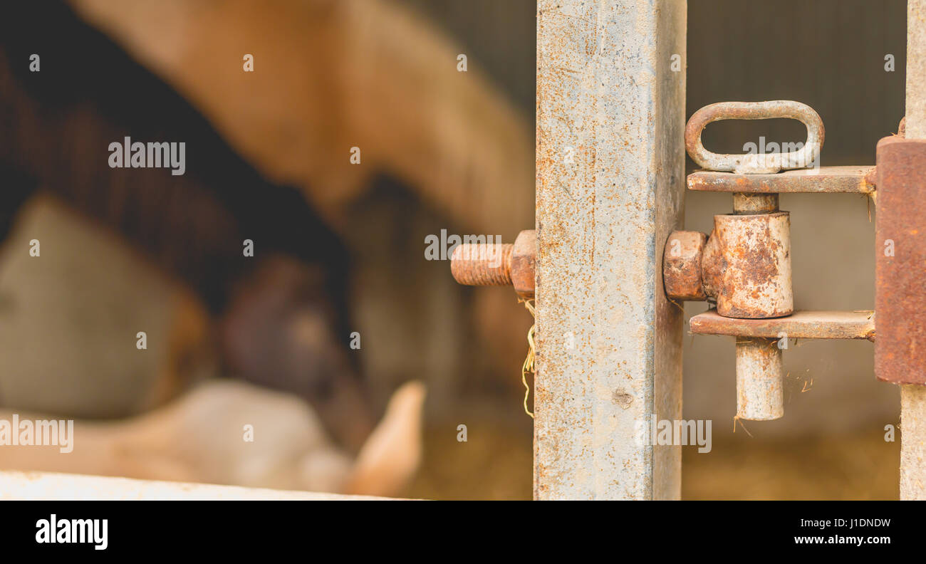 Horse gate lock hi-res stock photography and images - Alamy