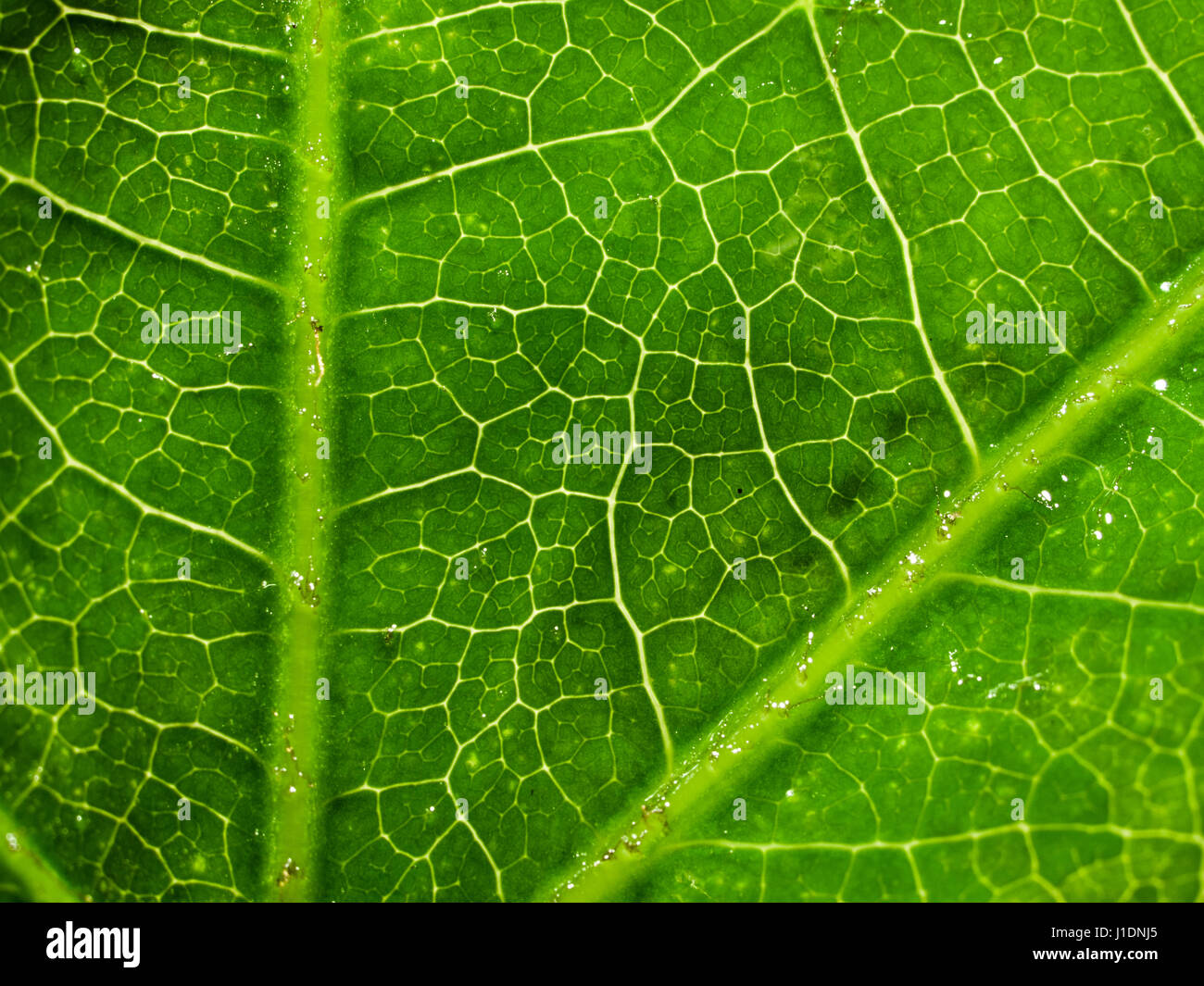 Large lobed leaves hi-res stock photography and images - Alamy