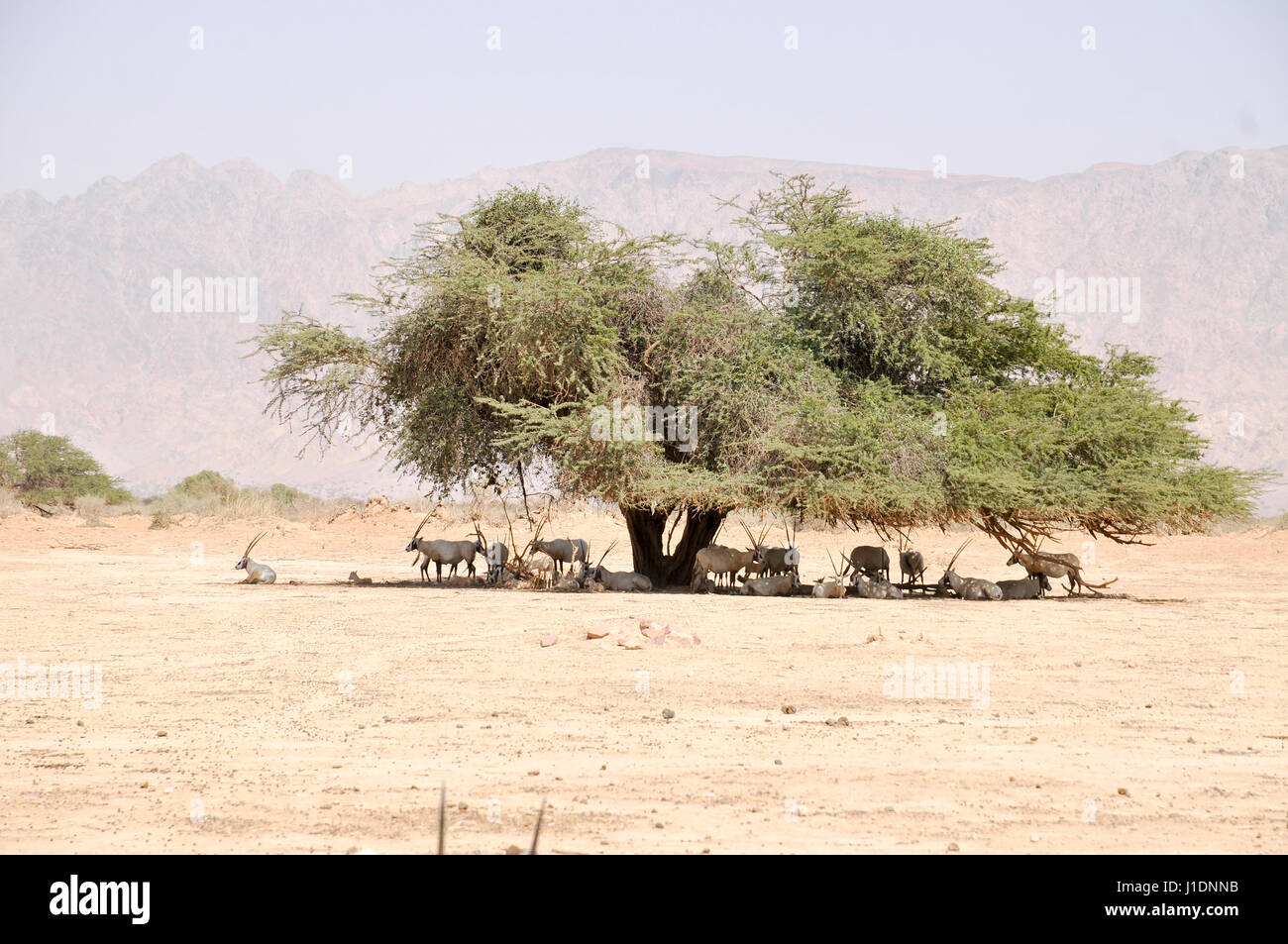 Addax (Addax nasomaculatus) critically endangered desert antelope ...