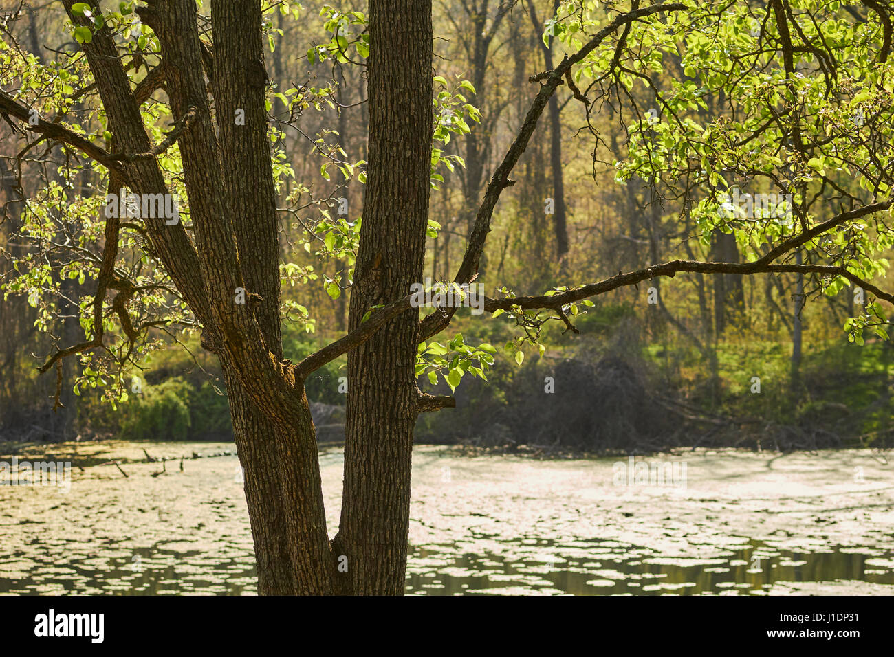 Lost Lake, Patapsco Valley State Park, Maryland, USA Stock Photo - Alamy