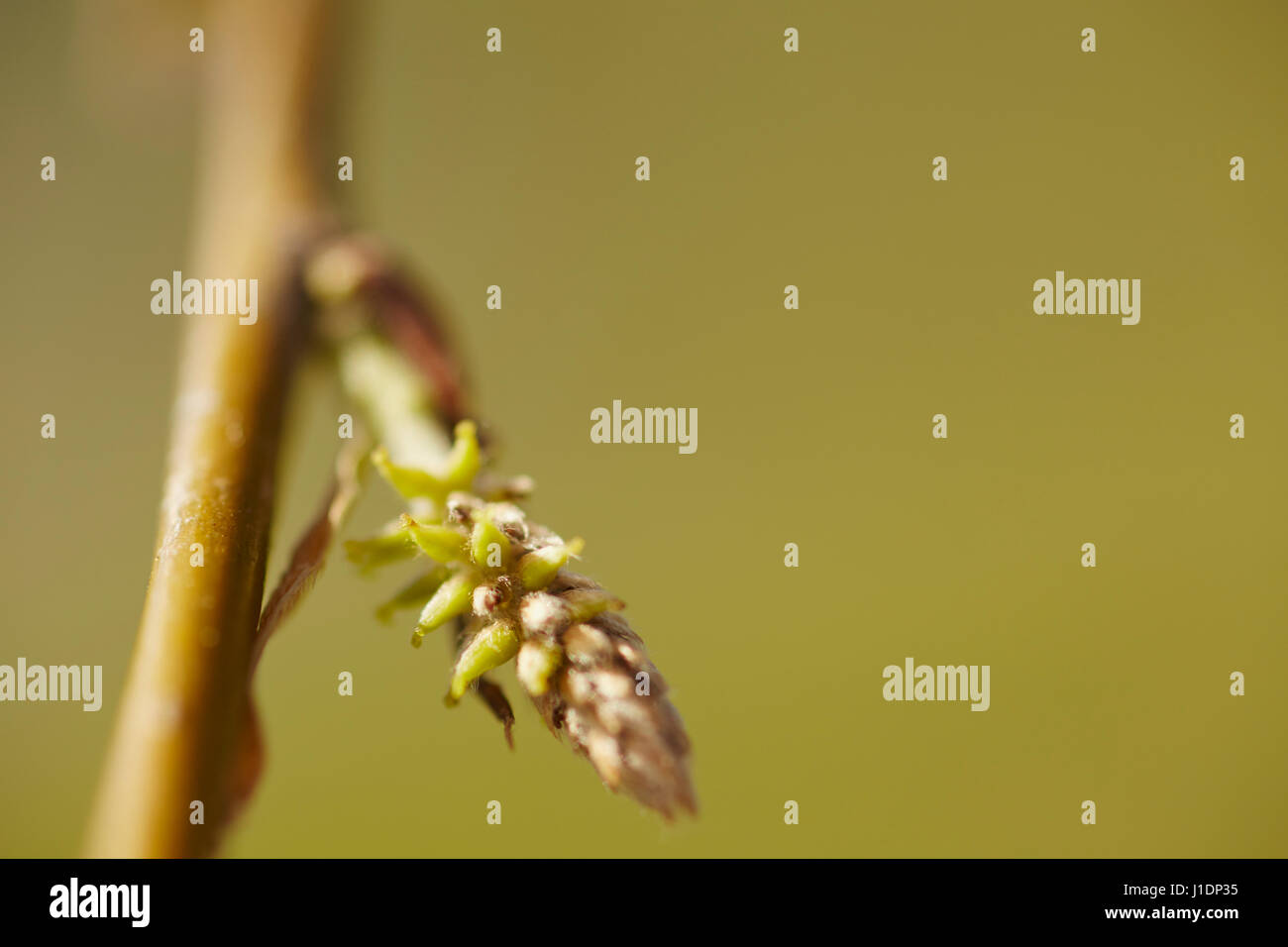 closeup detail of willow buds Stock Photo - Alamy
