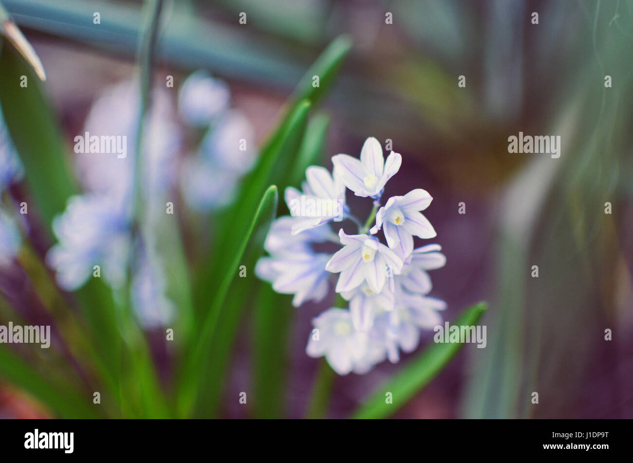 small white spring flowers close up Puschkinia scilloides Stock Photo ...