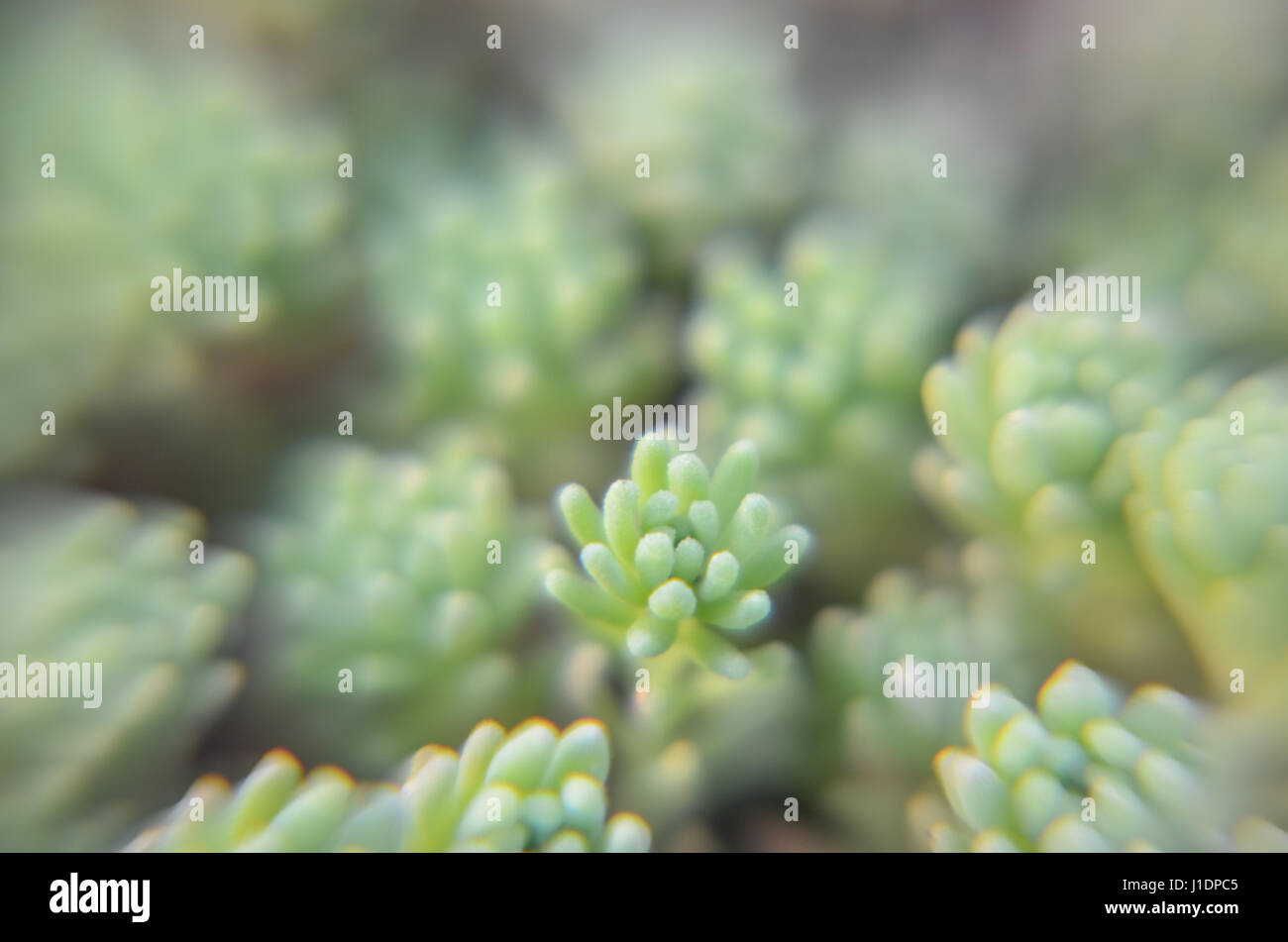 Natural background with small sedum succulents organising live wall ...