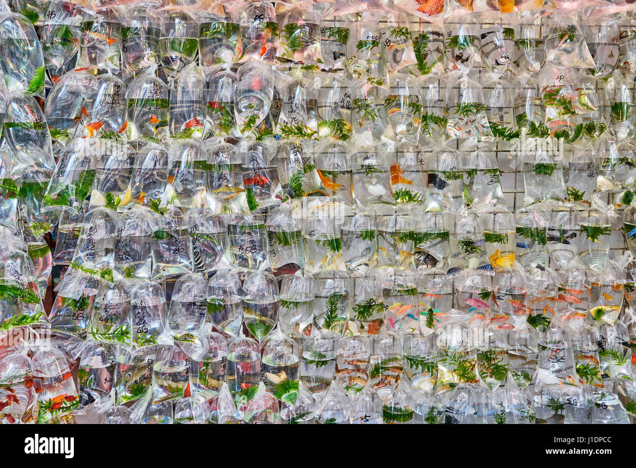Goldfish in plastic bags hi-res stock photography and images - Alamy