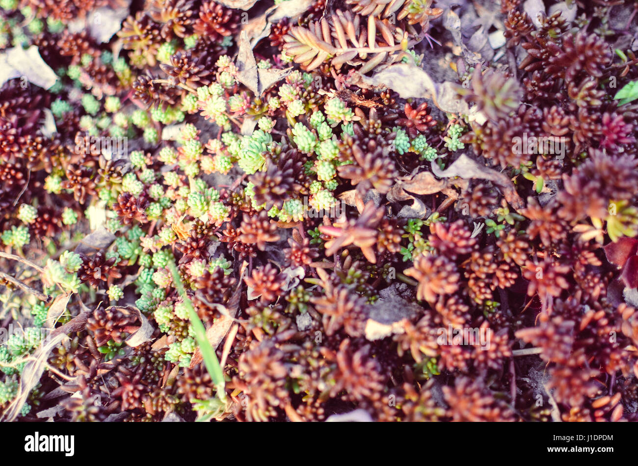 Natural background with small sedum succulents organising live wall ...