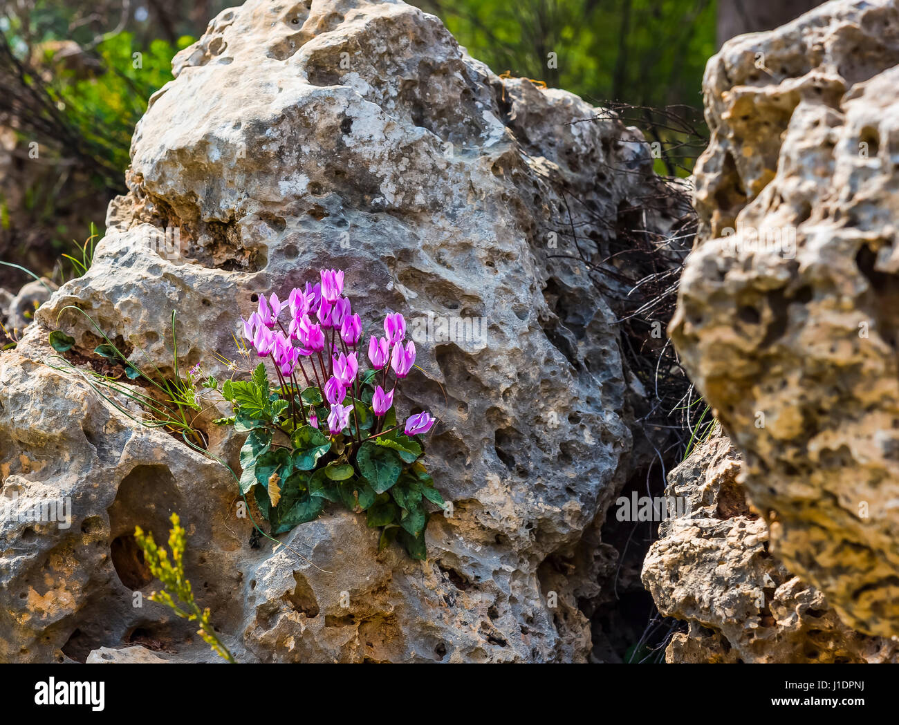 Winter flowers, cyclamates flower in close up under the rock Lilac ...