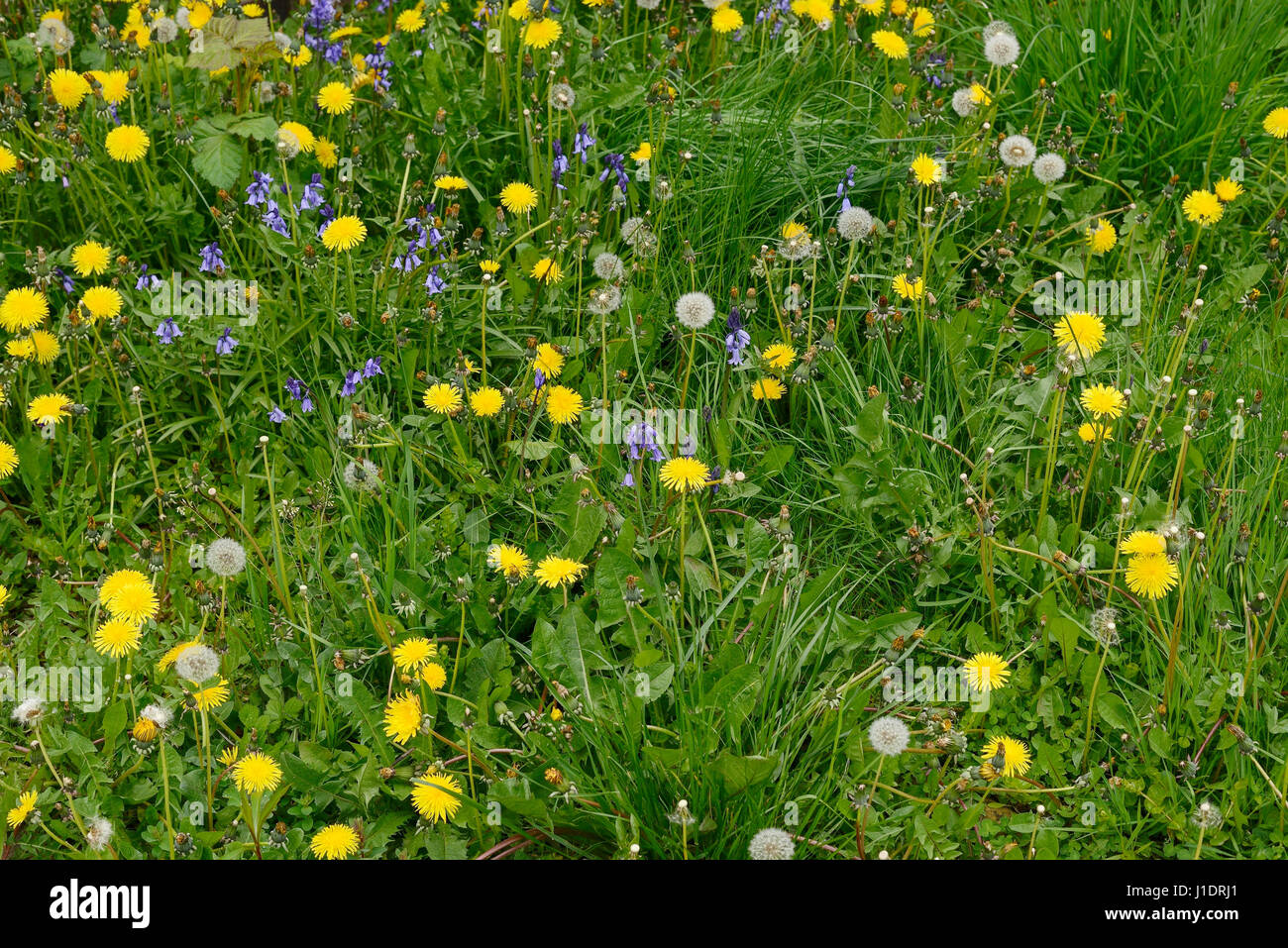 A front garden overgrown with grass, weeds and dandelions Stock Photo ...