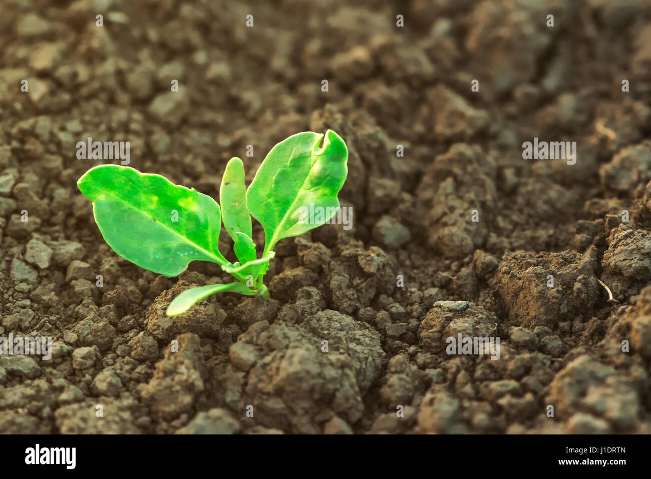Sugar beet sprout growing in cultivated agricultural field, close up of ...