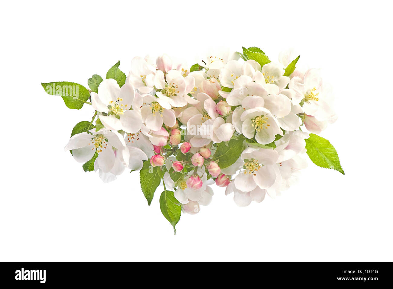 Spring garden flowers Cut Out Stock Images & Pictures - Alamy