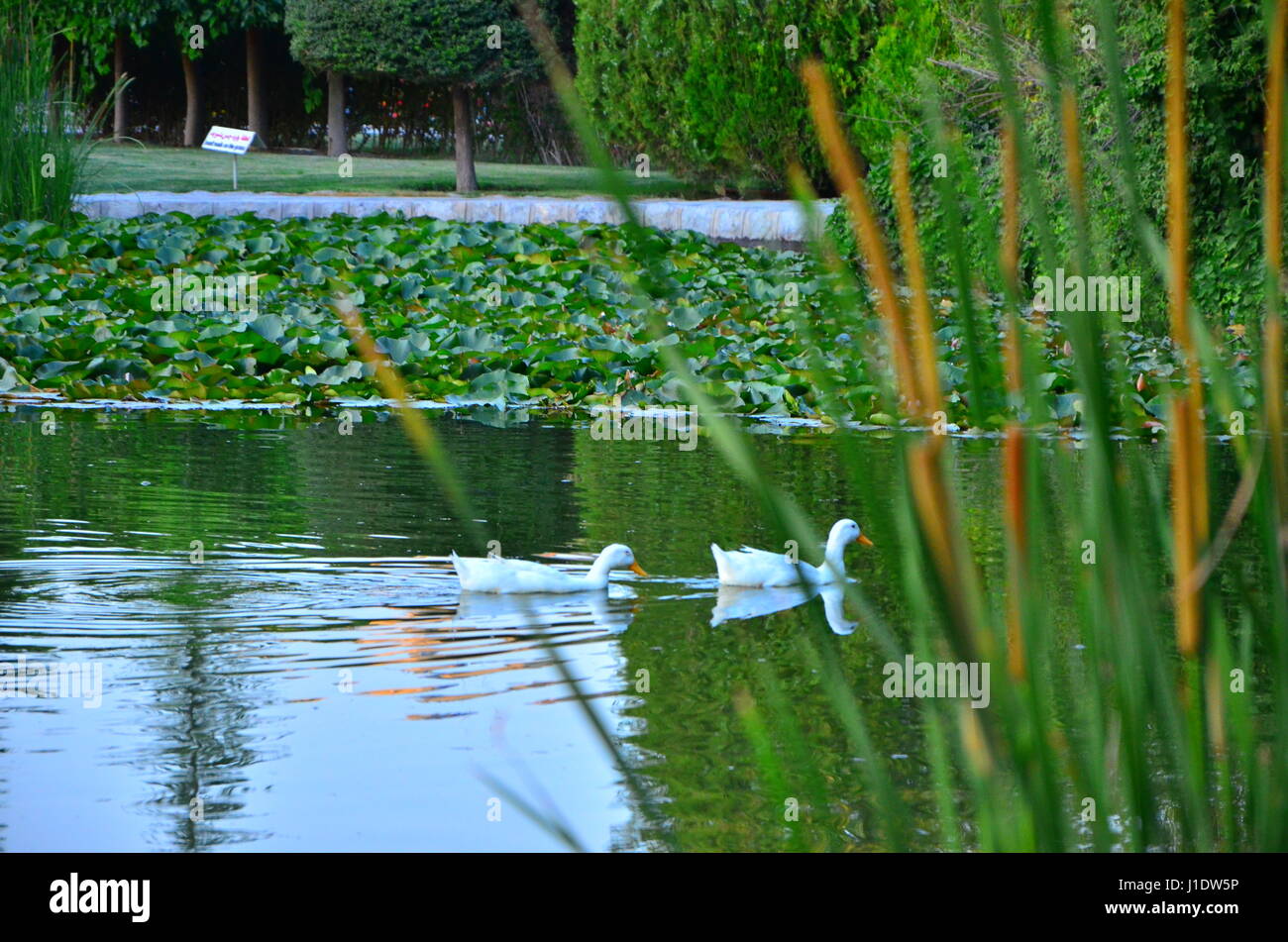 hobbies, gardening, green, nature Stock Photo - Alamy