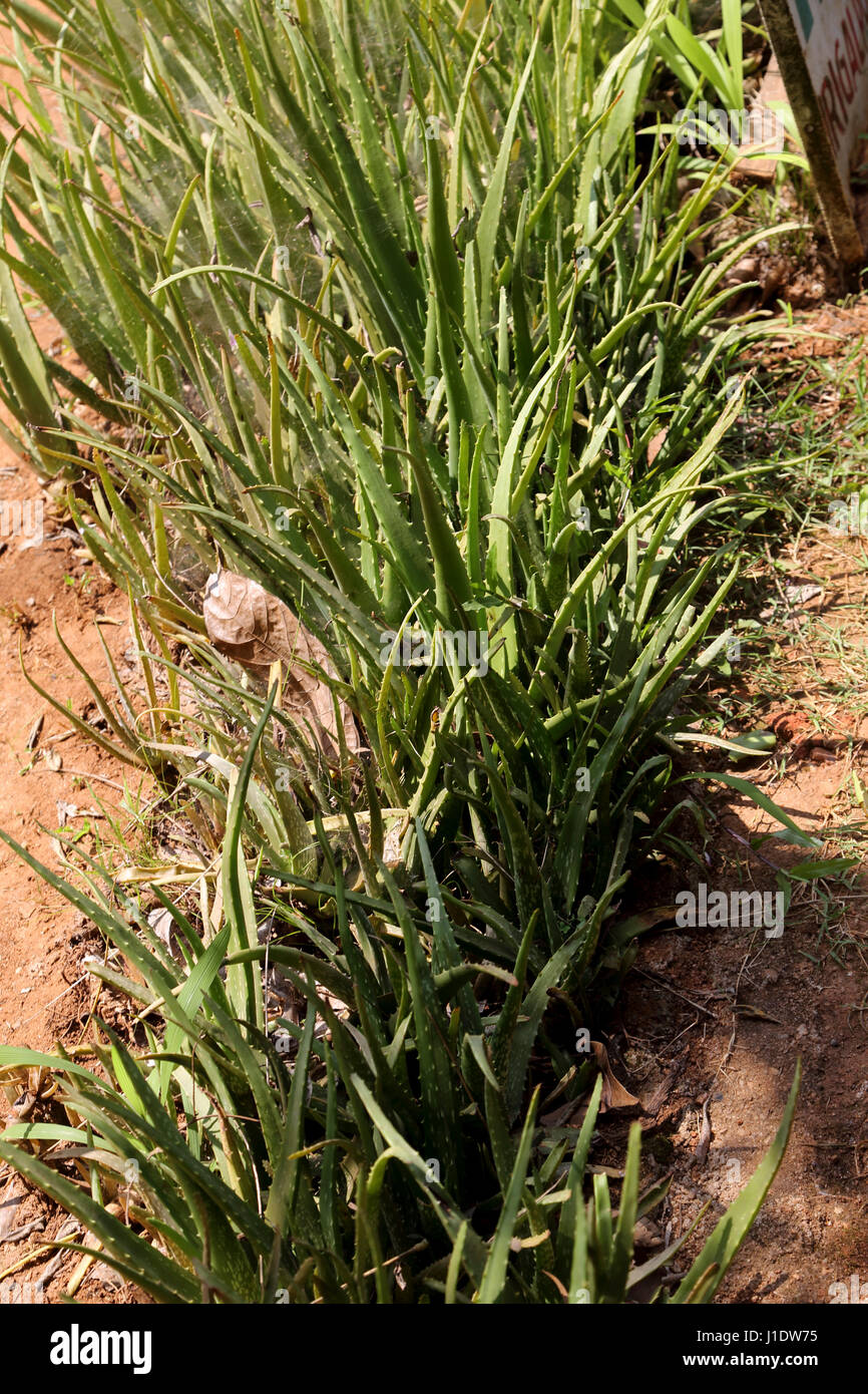 Spice Garden Sri Lanka on A9 Kandy Jaffna Highway Aloe Vera Stock Photo ...