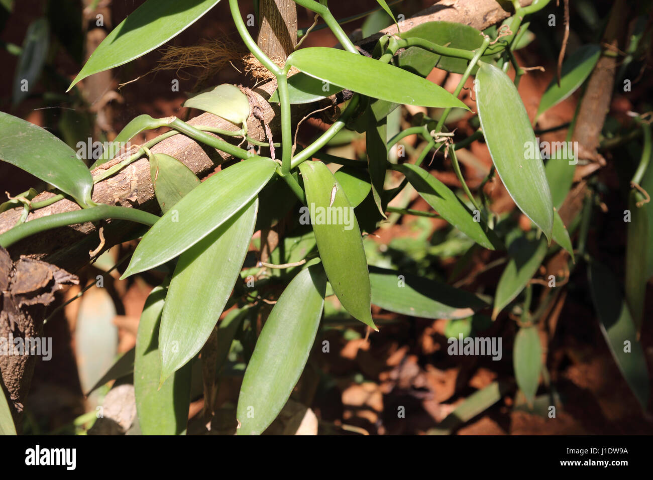 Spice Garden Sri Lanka on A9 Kandy Jaffna Highway Vanilla Orchid Stock Photo - Alamy