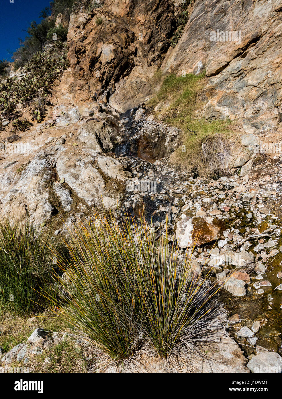 The source of the Sespe Hot Springs rising out of the side of a ...