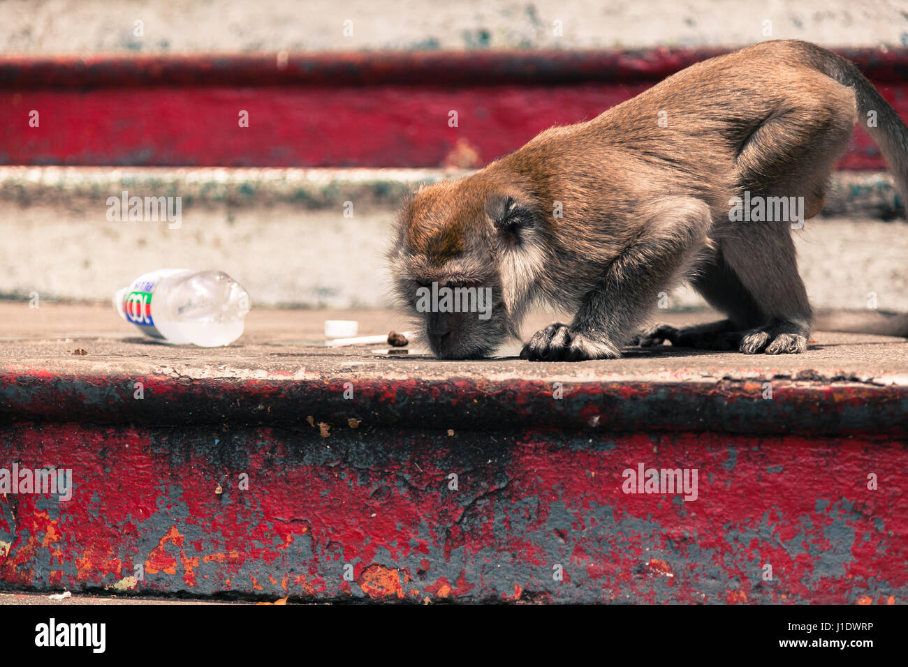 A macaque monkey drinks from a Coca Cola can dropped by a tourist on ...