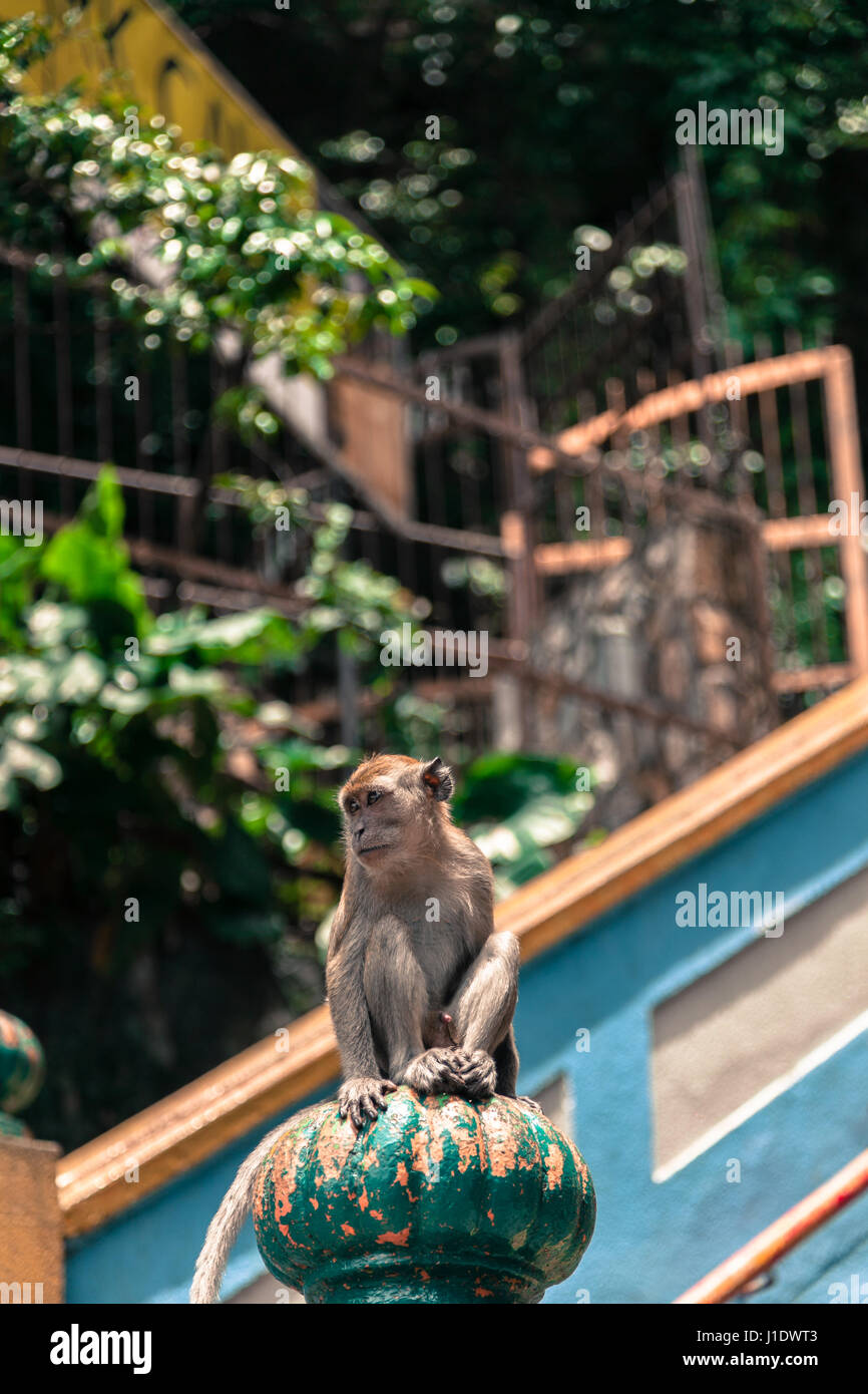 Monkey steps hi-res stock photography and images - Alamy