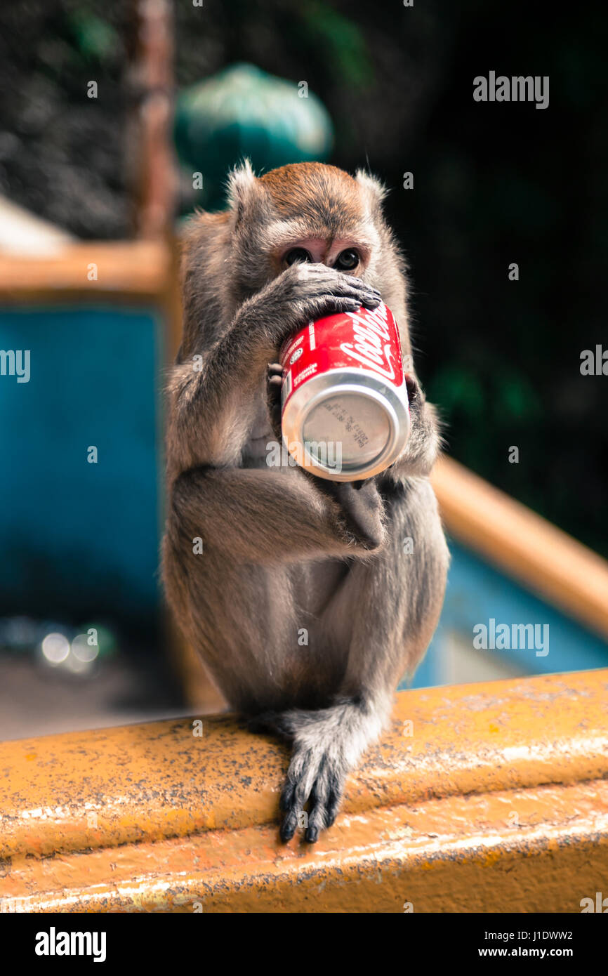 A macaque monkey drinks from a Coca Cola can on the steps of the Batu ...
