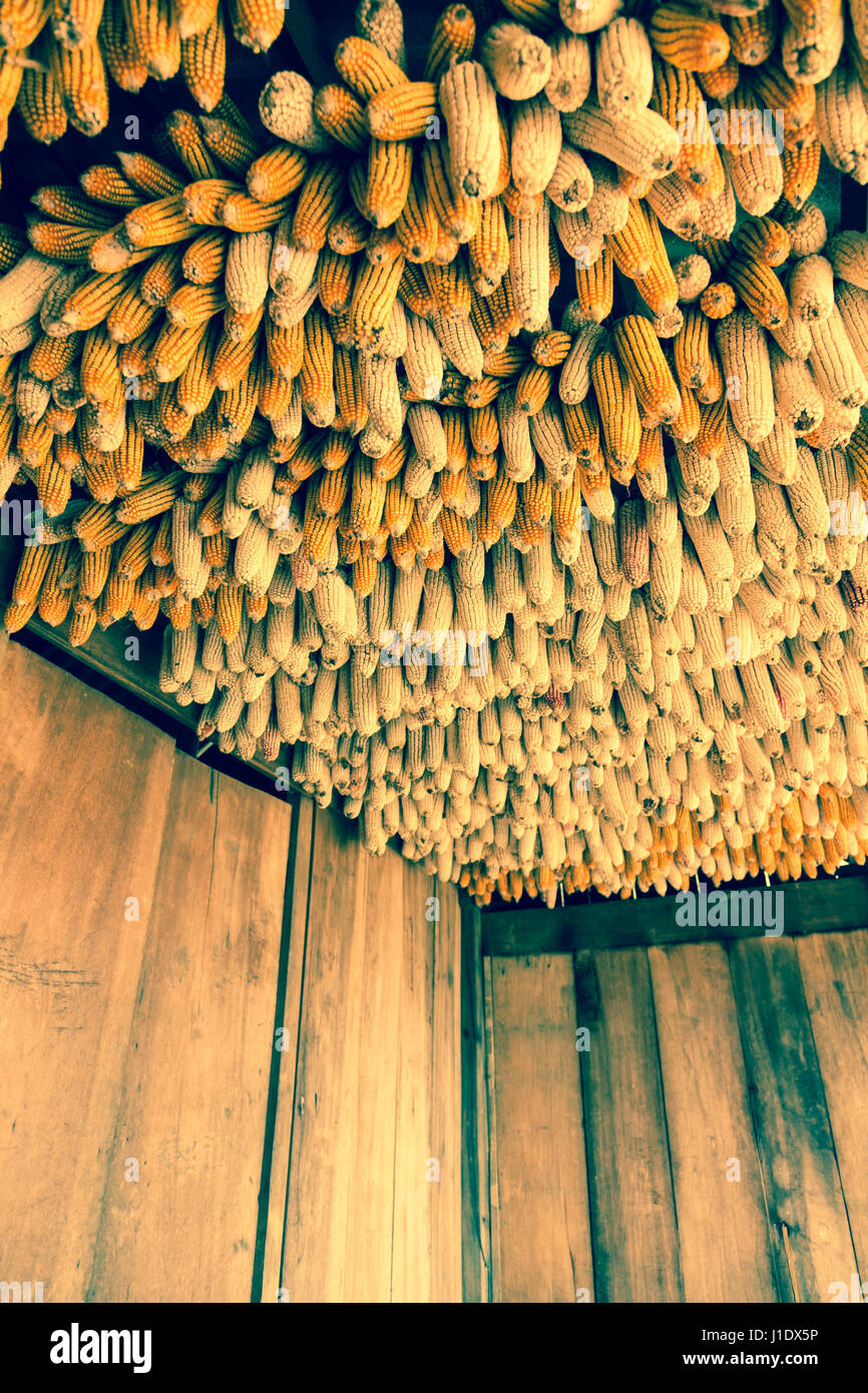 Golden corn on the cob hanging to dry in Sa Pa (Sapa), northern Vietnam ...