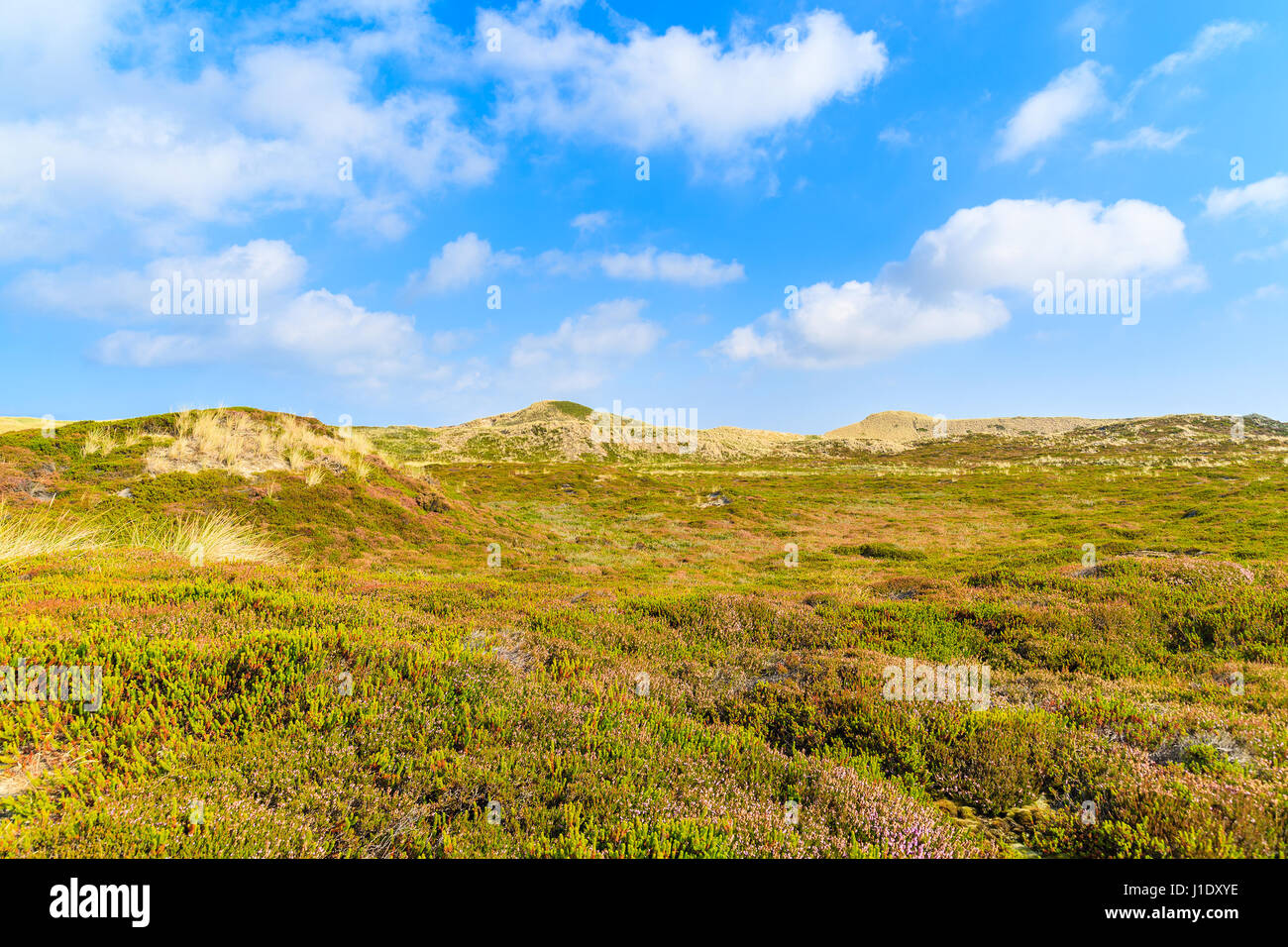 Heather sand hi-res stock photography and images - Alamy