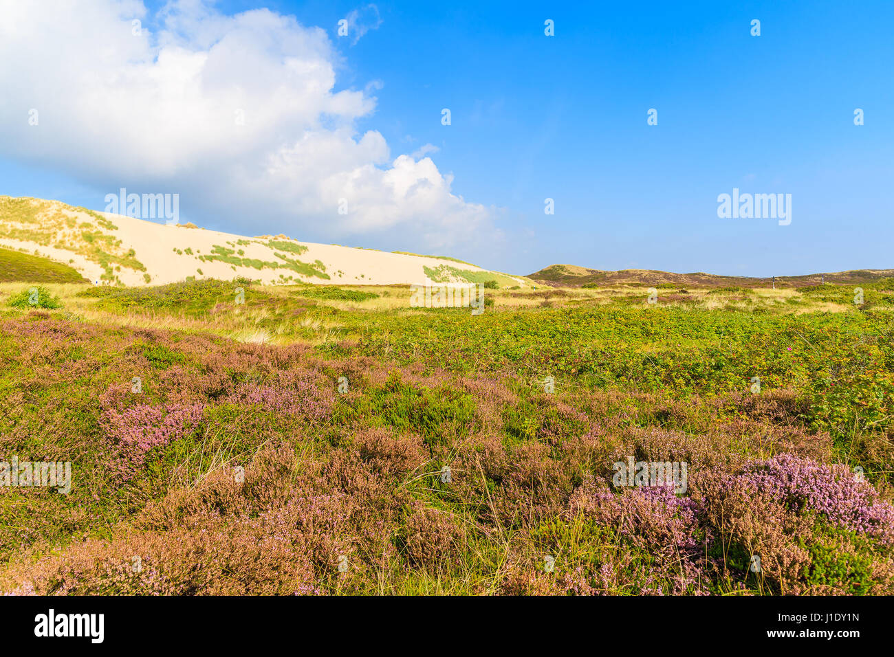Heather sand hi-res stock photography and images - Alamy