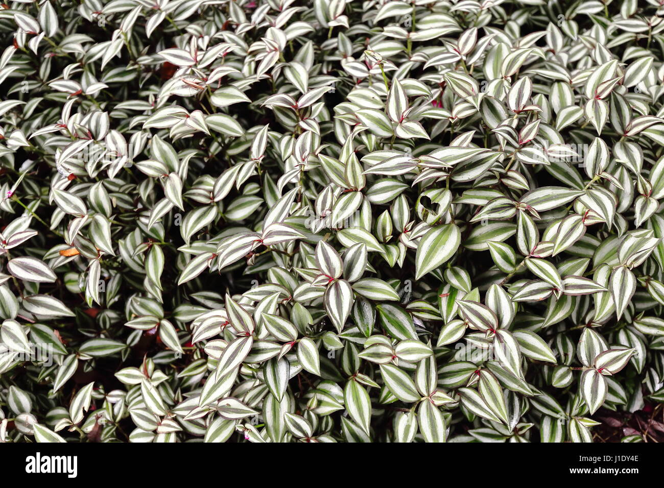 Zebrina pendula hi-res stock photography and images - Alamy