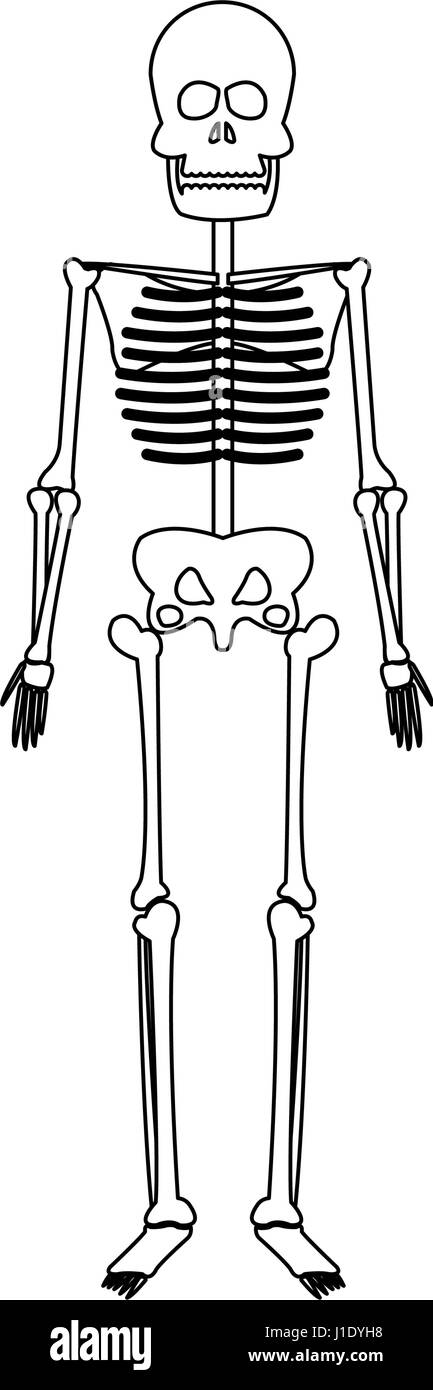 human skeleton icon image Stock Vector Image & Art - Alamy