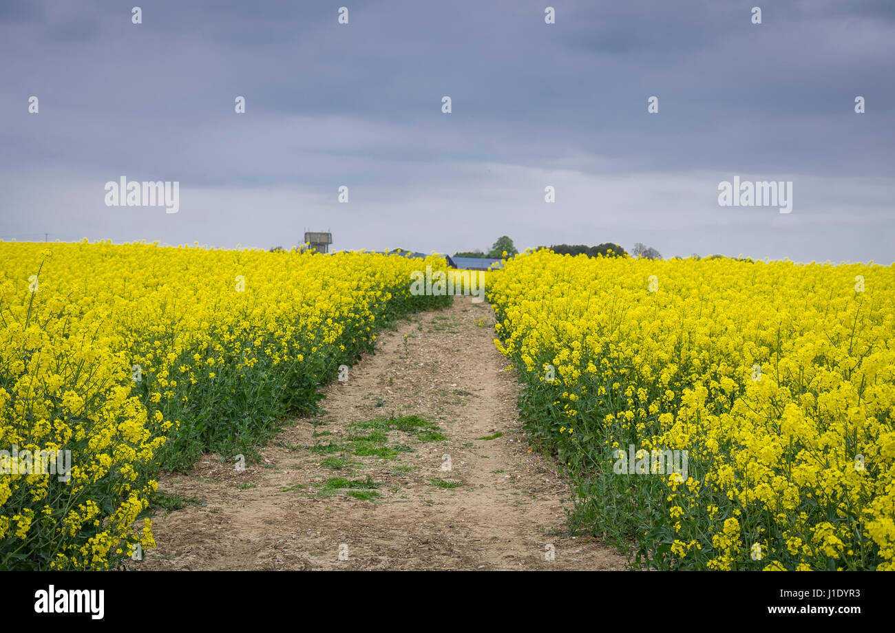 rapeseed oil fields in suffolk,england Stock Photo - Alamy