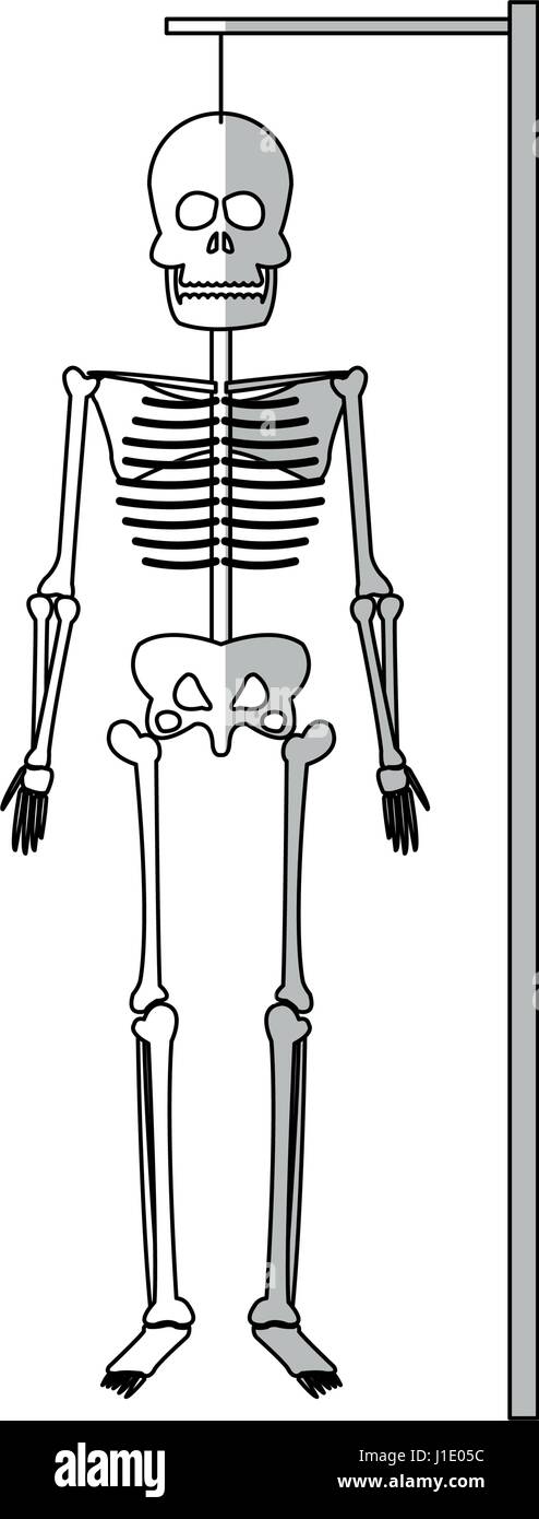 medical skeleton icon Stock Vector Image & Art - Alamy