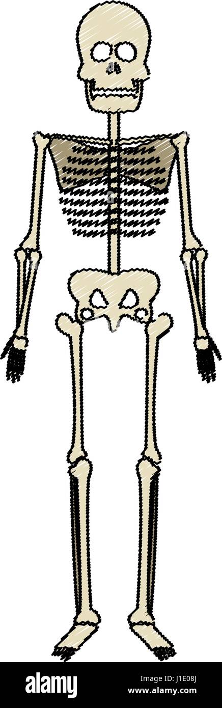 medical skeleton icon Stock Vector Image & Art - Alamy